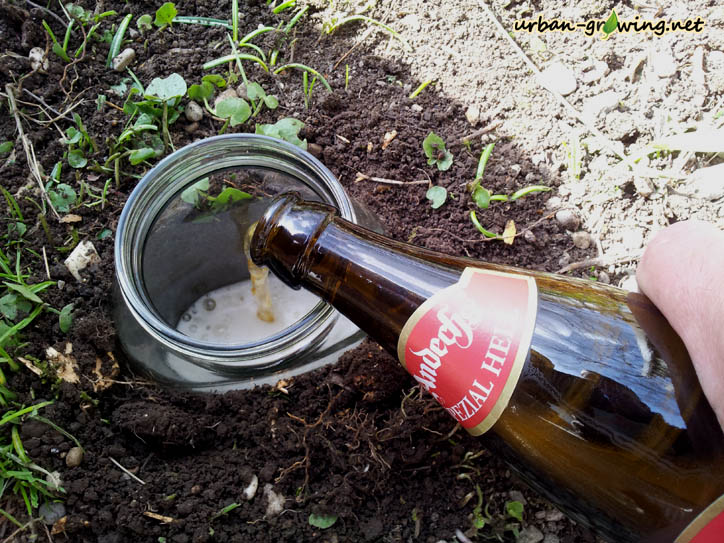 Bierfalle Gegen Schnecken